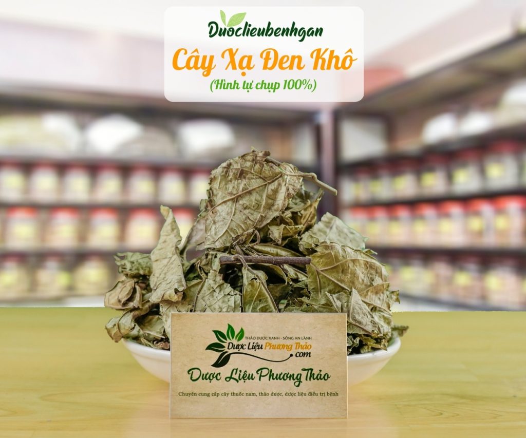 Cây Xạ Đen Hòa Bình